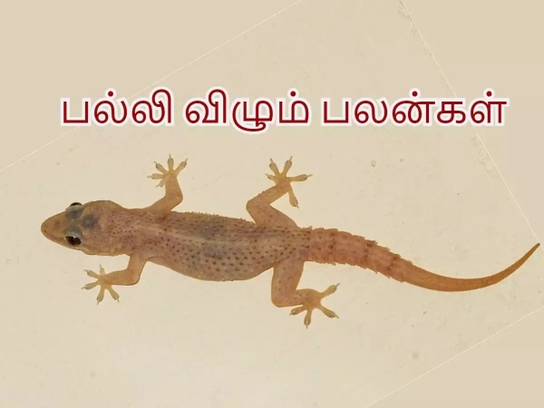 பல்லி விழும் பலன்கள்: உதட்டில் விழுந்த பல்லி.. தோஷமா? யோகமா? பலன்களும் ...