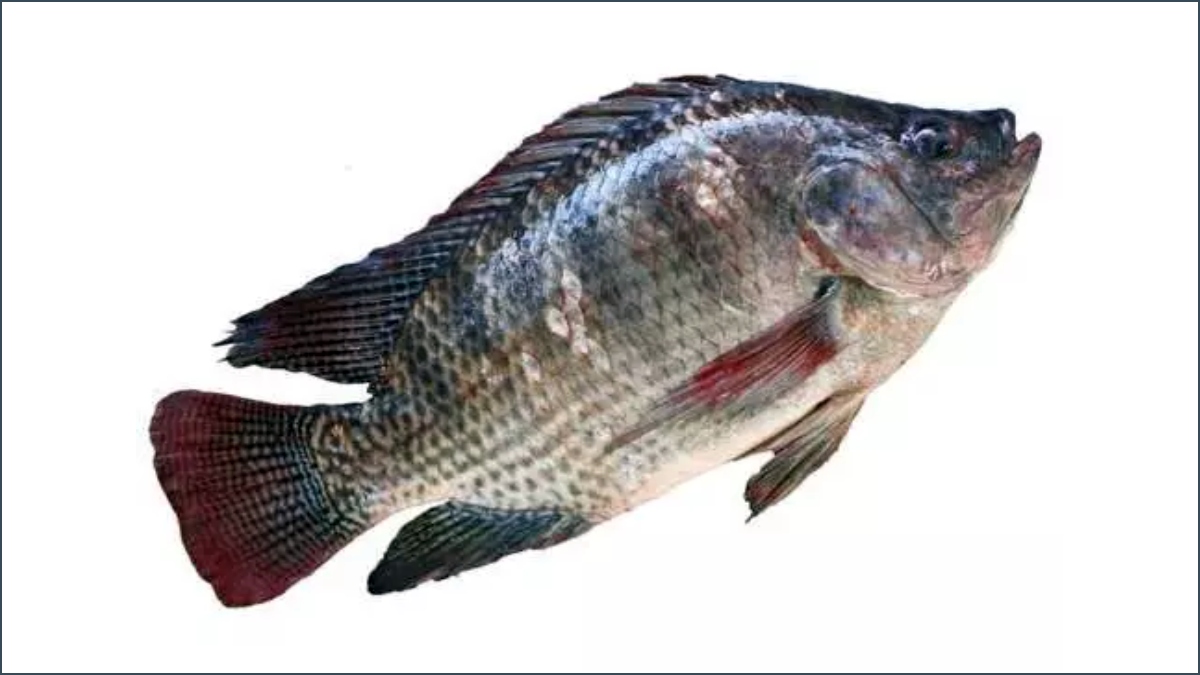 கெண்டை மீன்கள்.. ஜிலேபி கெண்டை மீனில் இவ்ளோ விஷயம் இருக்கா.. ஆனாலும் ...