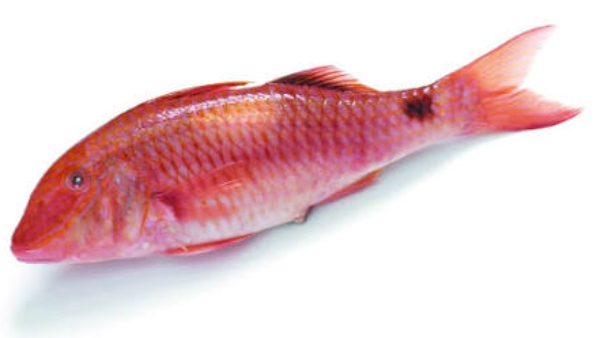 சங்கரா மீன்.. உடல் எடை குறையணுமா? சங்கராவை விடாதீங்க.. அதிலும், "சங்கரா ...