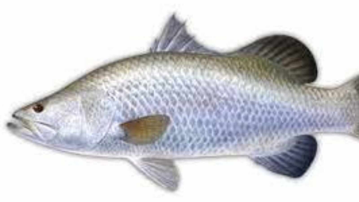 கொடுவா மீனோட சிறப்பு.. கடல் பாஸ் மீனின் நன்மை.. கொடுவாவை இப்படி ...