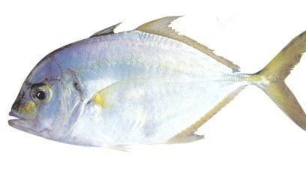 பாறை மீனை வாங்குங்க.. பலனை அள்ளுங்க.. பாறை மீனின் கால்சியம்.. "அந்த ...