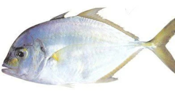 பாறை மீனை வாங்குங்க.. பலனை அள்ளுங்க.. பாறை மீனின் கால்சியம்.. "அந்த ...