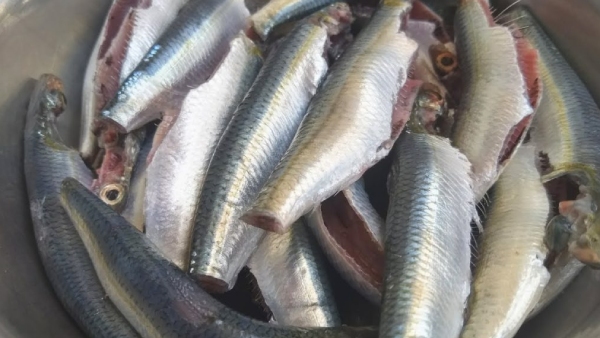 "மத்தி மீன்" வாங்கறீங்களா?.. சாளை மீனை இப்படி சாப்பிட்டால், உடல் எடை ...