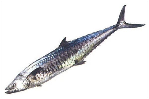 வஞ்சரம் மீனை செய்றீங்களா.. டாப் ருசி வஞ்சிரம் ஆம்லெட்.. அசரடிக்கும் ...