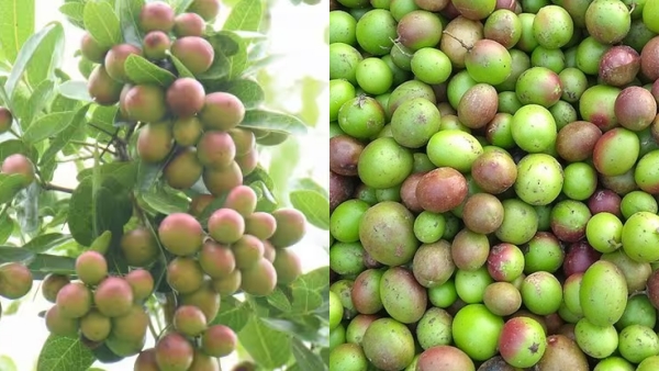 களாக்காய் ஒரு கலக்கல் காய்! அளவுக்கு மிஞ்சினால் ஆண்களின் ...