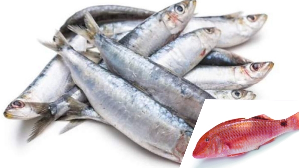 மீனில் "சூப்பர் மீன்" இதான்.. மீனை வாங்கினால் சங்கரா, மத்தி, அயிலாவை ...