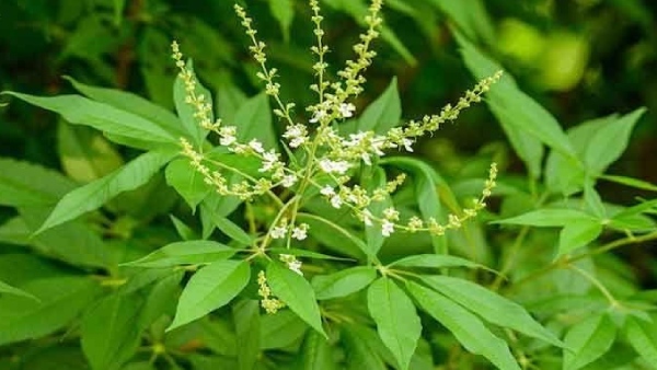 நொச்சி இலை.. சளி முதல் சைனஸ் வரை ஓட ஓட விரட்டும் கீரை..உச்சி முகர ...