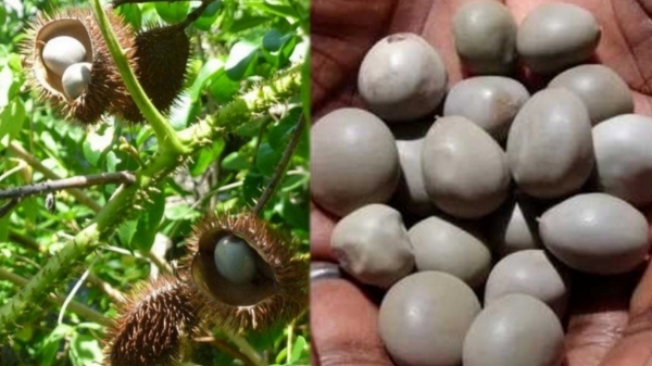 கழற்சிக்காய்.. கருப்பை கோளாறை நீக்கும் "பெண்களின் மருந்து ...