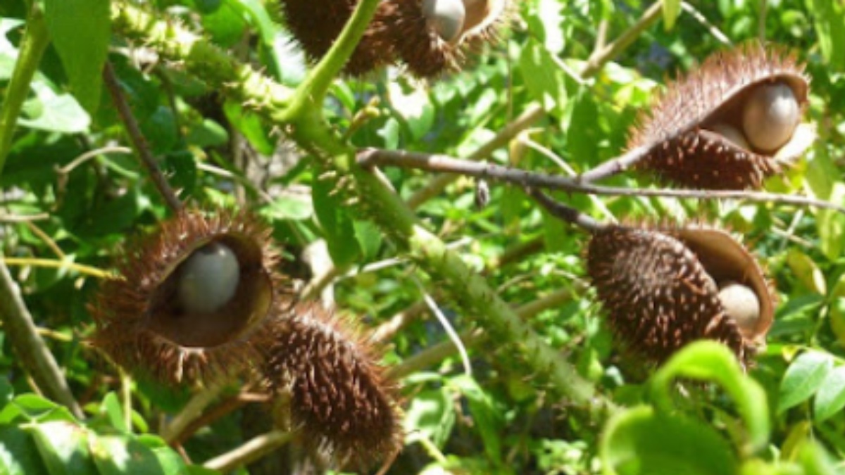 கழற்சிக்காயை தூர தூக்கி போடாதீங்க.. இத்தனை நன்மைகளா.. ஆண்களே நோட் ...