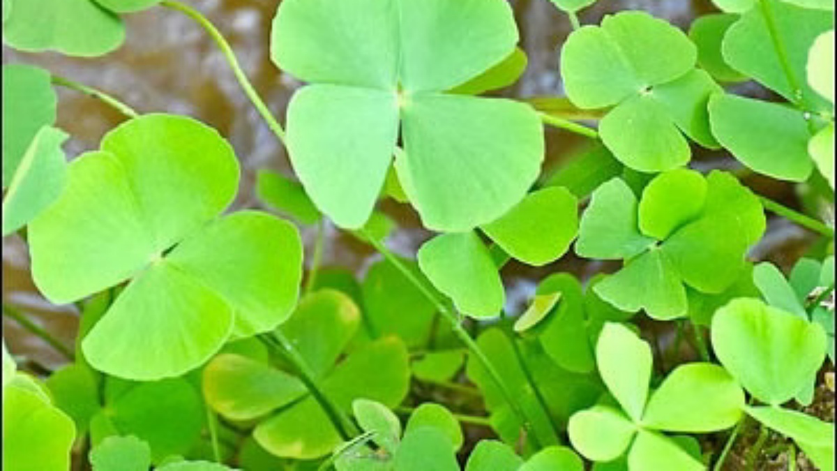 புளியாரைக்கீரை.. வள்ளலார் சொன்னது இதைதான்.. புளியாரை இலை சாறு போதும் ...