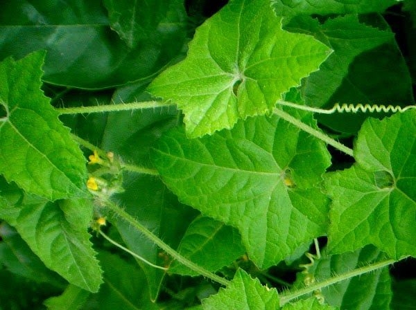 ஓமவள்ளி.. அற்புத கற்பூரவல்லி.. முசுமுசுக்கை இலை ஒன்று போதுமே.. சுவாச ...