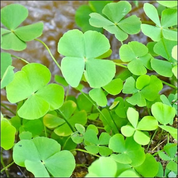 புளியாரைக்கீரை.. வள்ளலார் சொன்னது இதைதான்.. புளியாரை இலை சாறு போதும் ...