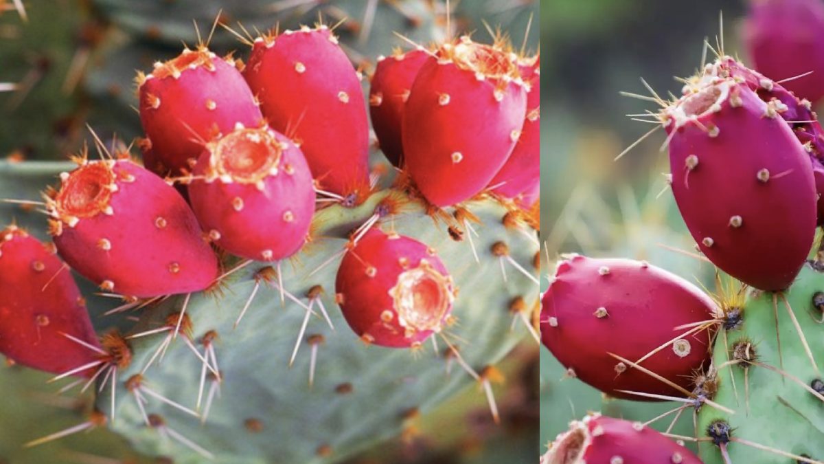 இனிக்க இனிக்க நலன் தரும் சப்பாத்திக்கள்ளி.. குழந்தை பேறு வழங்கும் ...