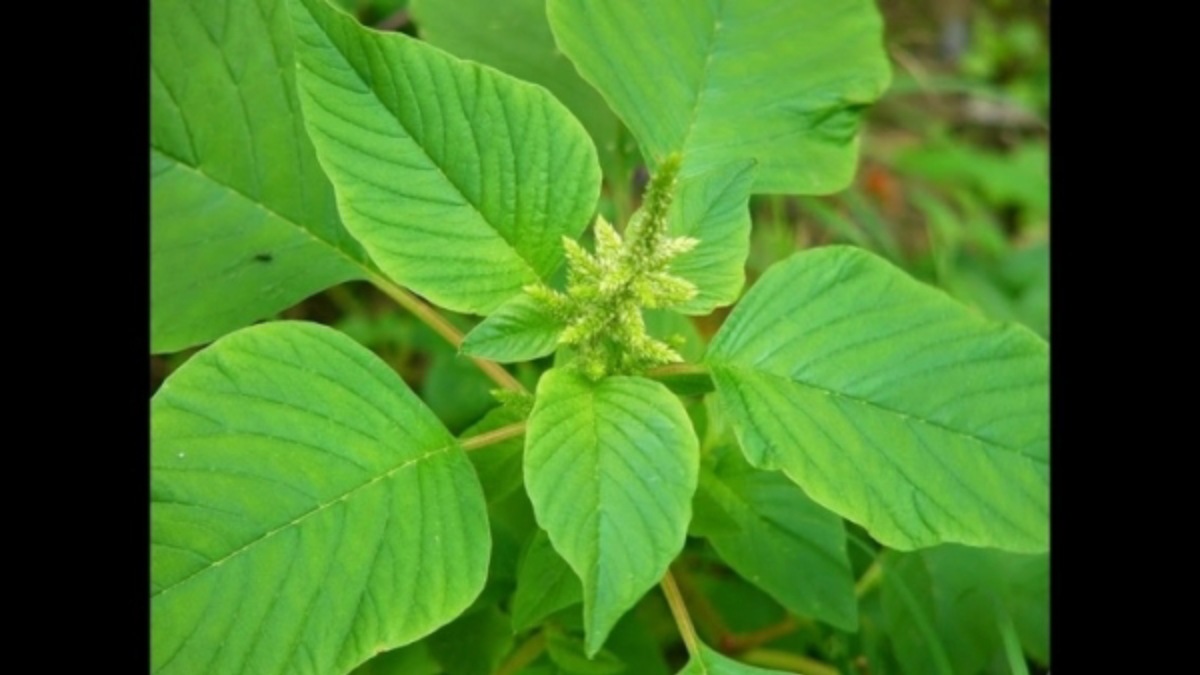 குப்பைக்கீரை.. வேற லெவலுக்கு எகிறும் ஹீமோகுளோபின்.. பலன் தரும் ...