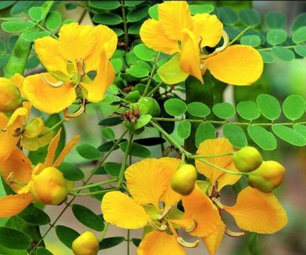 முருங்கை பூ போலவே.. ஆவாரம்பூ ஆச்சரியம்.. அத்தனை நோயையும் விரட்டும் ...