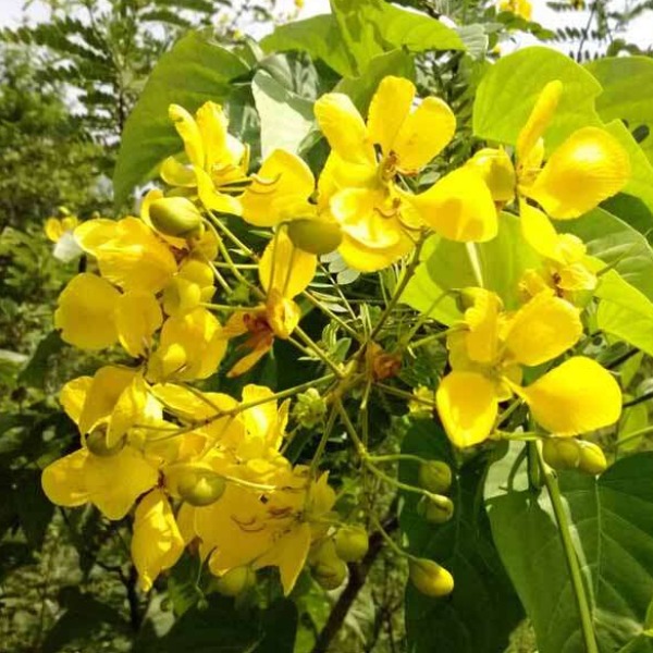 முருங்கை பூ போலவே.. ஆவாரம்பூ ஆச்சரியம்.. அத்தனை நோயையும் விரட்டும் ...