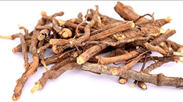 கல்லீரலை காக்கும் நன்னாரி.. வெறும் வேர் போதுமே.. நாடி வருபவருக்கு நலனை ...