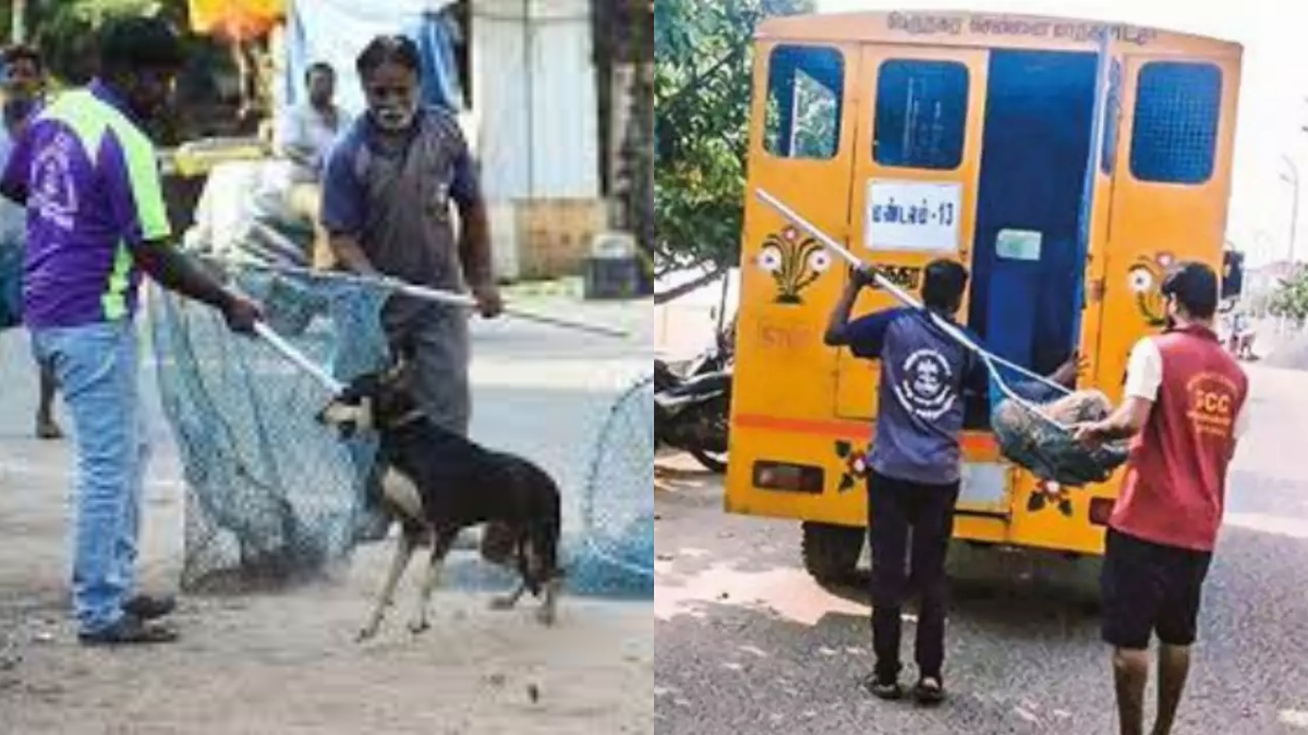 ஒரு ஏரியா விடக்கூடாது! சென்னையில் களமிறங்கிய நரிக்குறவர்! நாய்களை ...