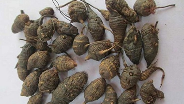 மலேரியாவை விரட்டும்! மஞ்சள் காமாலையை குணப்படுத்தும்! கோரைக்கிழங்கின் ...