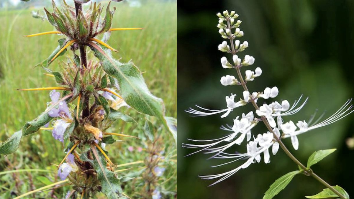 பூனை மீசை .. சிறுநீரகத்தை காக்கும் அற்புத மூலிகை.. சிறுநீரக கற்களை ...