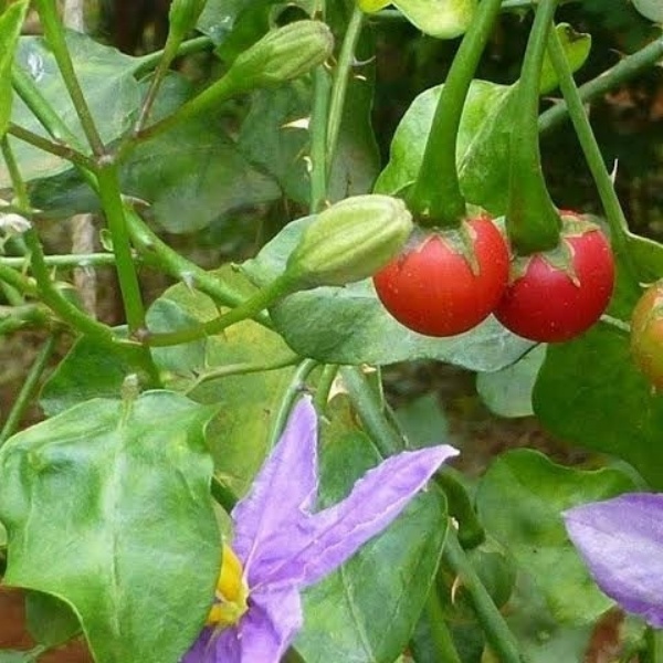 தூதுவளை.. அத்துடன் வேப்பிலை.. பற்களை பாதுகாக்கும் ஆச்சரிய இலைகள் ...