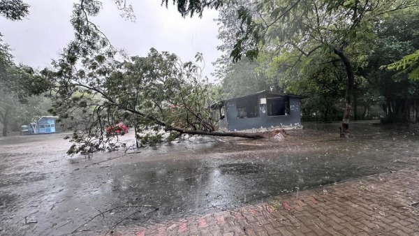 ஓட்டேரி ஏரி வெள்ளத்தில் மிதக்கும் வண்டலூர் உயிரியல் பூங்கா - 30 மரங்கள் ...