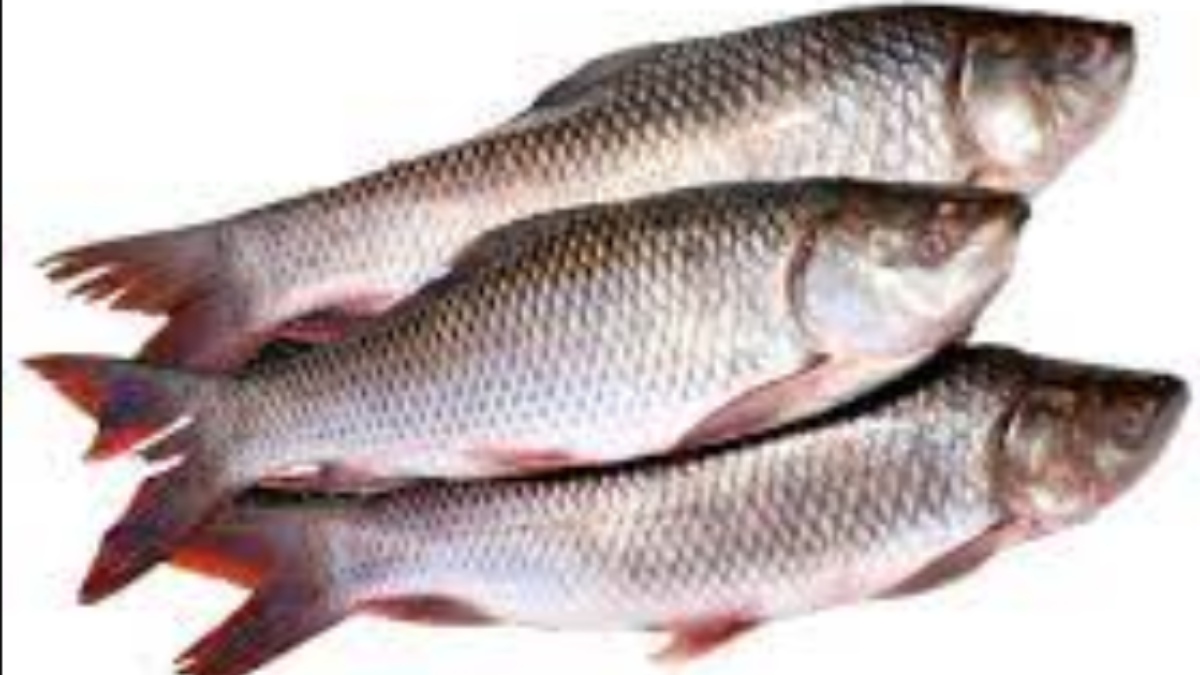 மினுமினு மீன்.. சால்மன் மீனை மிஸ் பண்ணாதீங்க.. மீன்களை சாப்பிட்டால் ...