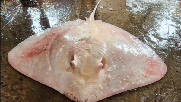 மீனில் ஸ்பெஷல் இதுவா? மிரட்டும் திருக்கை மீன்கள்.. திகைக்க செய்யும் ...