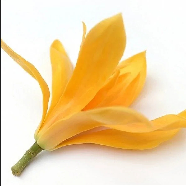 வெறும் பூ போதுமே.. கண்ணை காக்கும் செண்பக பூக்கள்.. ஆண்களுக்கு "கை ...