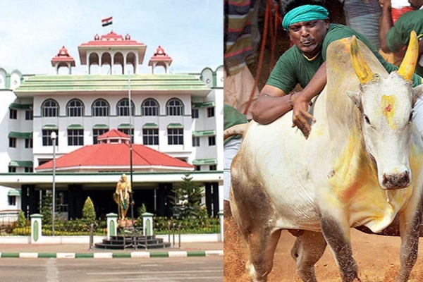 ஜல்லிக்கட்டு போட்டியின்போது சாதி பெயர்களை பயன்படுத்தவே கூடாது.. ஐகோர்ட் ...