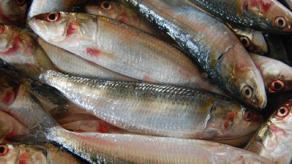 மத்தி மீன்கள்.. வாரம் ஒருநாள் மத்தி மீனை சாப்பிட சொல்றது இதுக்குதான் ...