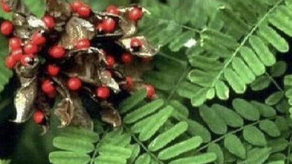 குன்றிமணி இலை.. தலைமுடி வளர்ச்சி முதல் நரம்பு கோளாறுவரை தீர்க்கும் ...