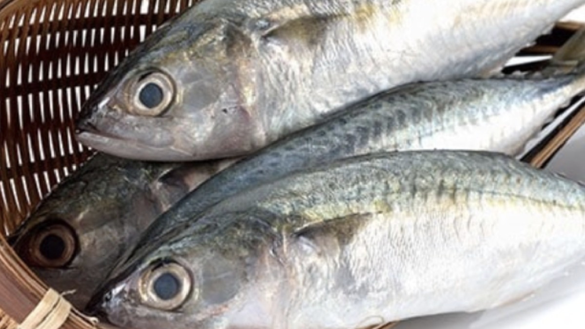 மீனில் பெஸ்ட் அயிலை.. மீனை எடுத்தால் அயிரையை விடாதீங்க.. ரத்த அழுத்தம் ...