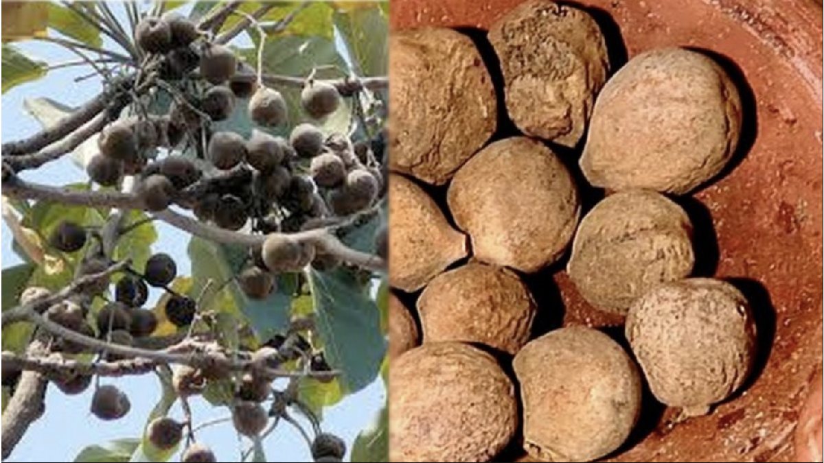 தான்றிக்காய்.. தனித்துவம் நிறைந்த தான்றிக்காய்.. கருகரு தலைமுடிக்கு ...