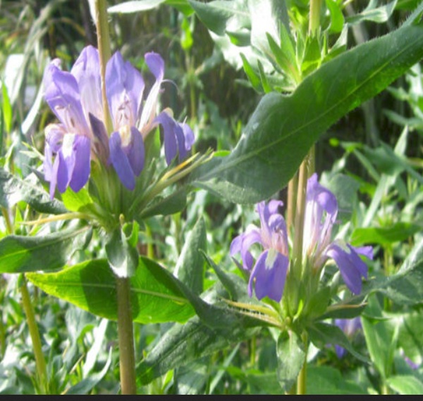 நீர்முள்ளி விதை.. அத்தனை கோளாறையும் விரட்டும் ஒரே பவுடர்.. குழந்தை பேறு ...
