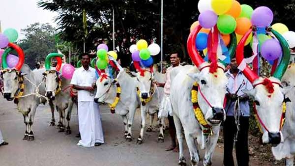 தமிழகம் முழுவதும் மாட்டுப் பொங்கல் உற்சாக கொண்டாட்டம்.. இன்று தான் ...