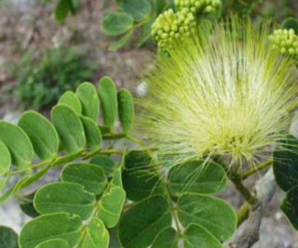 வாகை இலை.. வகை வகையான நோய்களை ஓட்டும் வாகை.. வெற்றியை தரும் வாகை ...