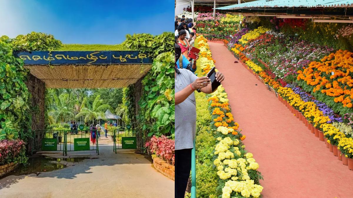 செம்மொழிப்பூங்காவில் மலர் கண்காட்சி.. பூத்துக்குலுங்கும் பல லட்சம் ...
