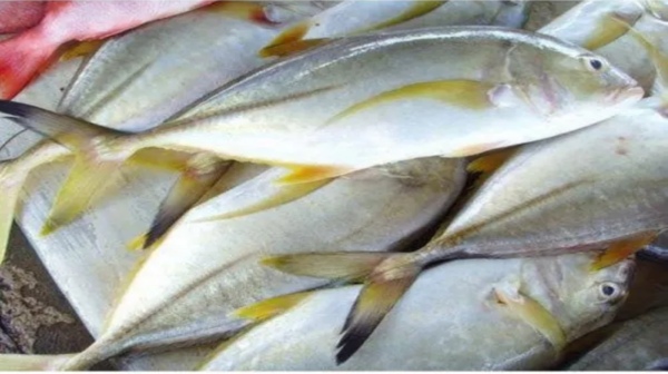 தேங்காய் பாறை.. மீனை வாங்கினால் பாறையை விட்றாதீங்க.. தேங்காய் பாறை ...