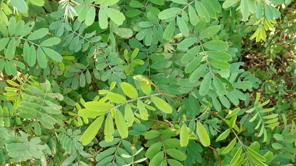 எலும்பு + ஒட்டி + இலை.. நொறுங்கிய எலும்புகளை இணைக்கும் அதிசய இலை ...