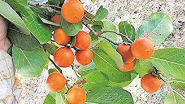 வெறும் இலை.. நரம்புகளை காக்கும் அபூர்வமான எட்டி விதைகள்.. கைப்பிடி இலை ...