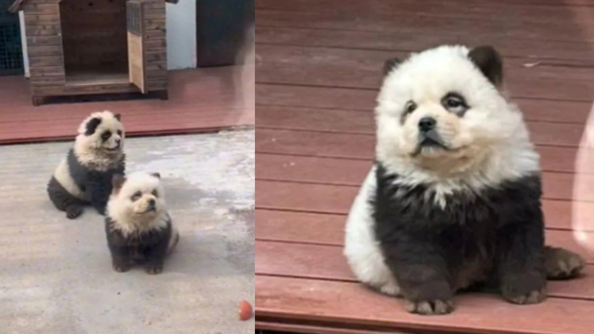 அடப்பாவிகளா.. சீனாவில் இது கூட உண்மை இல்லையா! நாய்க்கு பெயிண்ட் அடித்து ...