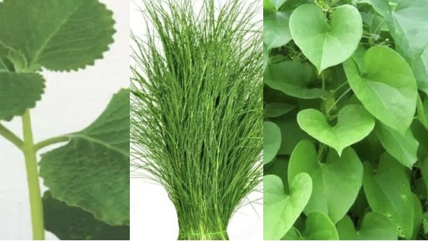 ஓமவல்லி.. அடுத்து அகத்திக்கீரை, அப்பறம் அருகம்புல், கூடவே கருந்துளசி ...