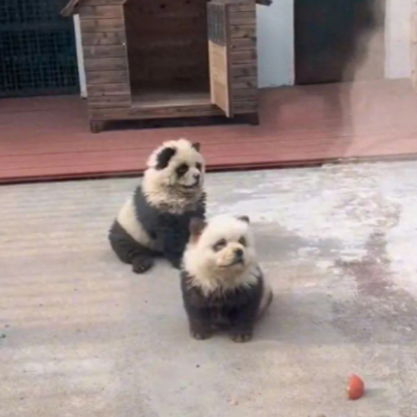 அடப்பாவிகளா.. சீனாவில் இது கூட உண்மை இல்லையா! நாய்க்கு பெயிண்ட் அடித்து ...