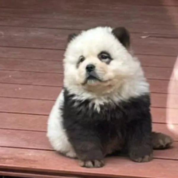 அடப்பாவிகளா.. சீனாவில் இது கூட உண்மை இல்லையா! நாய்க்கு பெயிண்ட் அடித்து ...