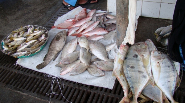 ஷீலாவோ வஞ்சிரமோ அயிலாவோ! எந்த மீன் வாங்கினாலும் ஃபிரஷ்ஷா என ...