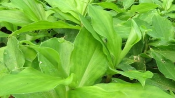 தினந்தோறும் 1 இன்சுலின் இலை.. சர்க்கரை நோயாளி தவறவிடக்கூடாத காசினி கீரை.. 5 தழை பற்றி தெரியாம ...