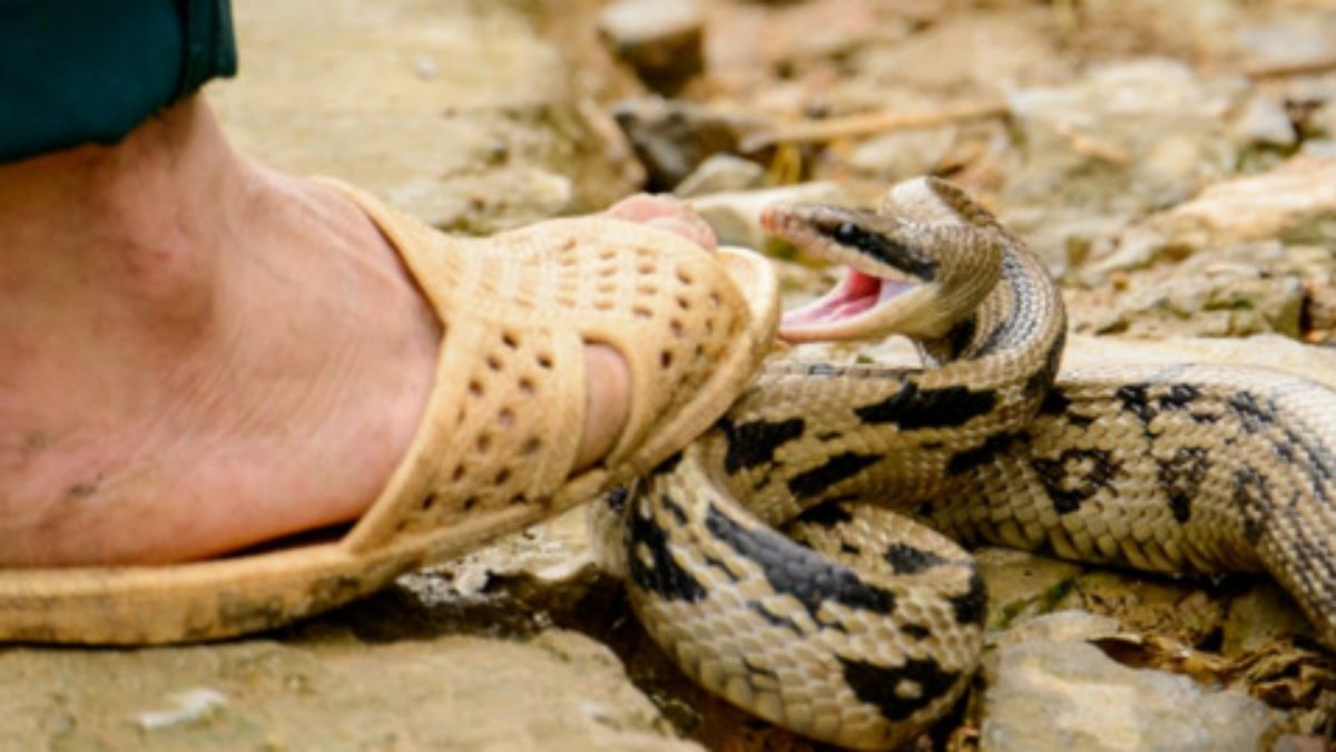 பாம்பு கடித்தால் என்ன செய்யலாம்! என்ன செய்ய கூடாது? சினிமாவை பார்த்து ...