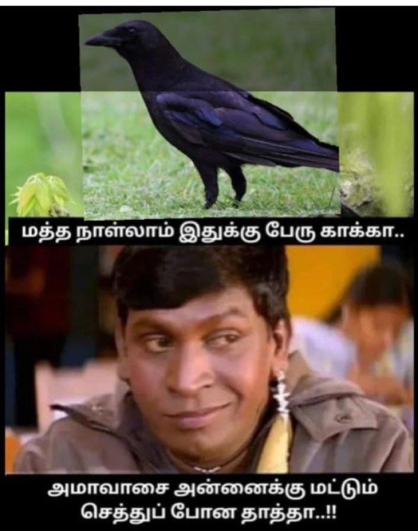 மத்த நாளெல்லாம் இதுக்கு பேரு காக்கா.. அமாவாசை அன்னைக்கு மட்டும் ...