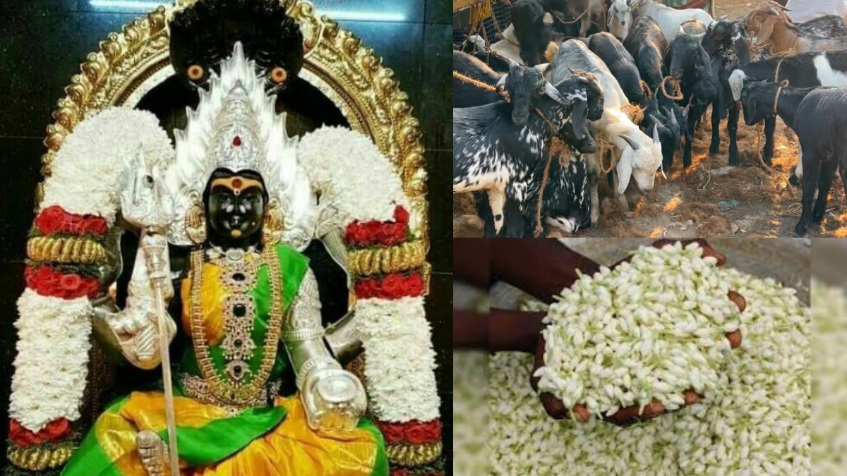 1 ஆடு.. இவ்ளோ விலையா? ஆடி வரும் பின்னே, ஆடு விலை ஏறும் முன்னே.. பூ ...